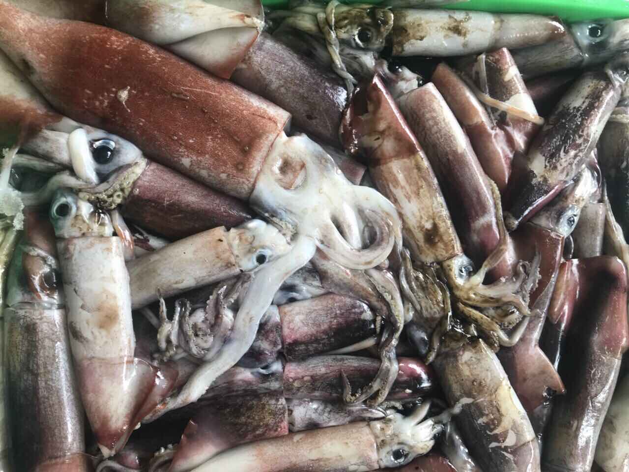 FROZEN BLACK SQUID – CENTRAL SEA