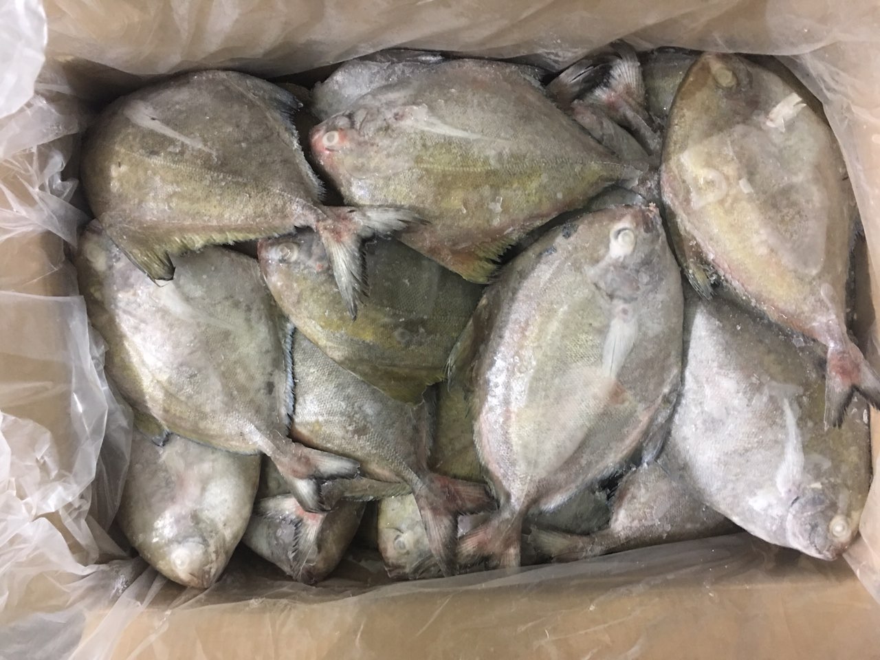 FROZEN BLACK POMFRET – CENTRAL SEA